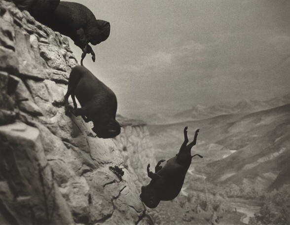 Exploring Untitled (Falling Buffalos) by David Wojnarowicz