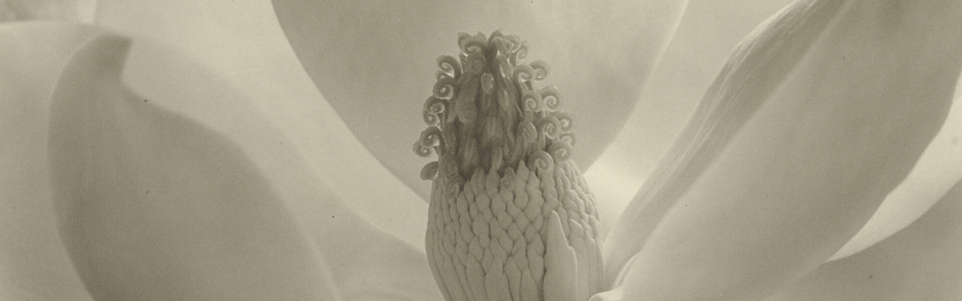 Imogen Cunningham Art for Sale on SINGULART