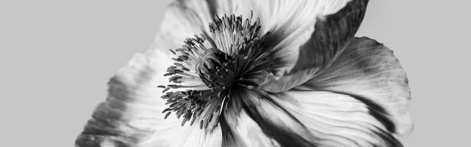 Sarah Fountain : Artiste Photographe contemporain australienne - Singulart