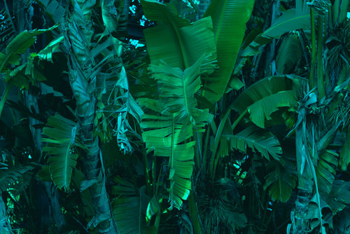 Blue Jungle by Vedrana Devic (2019) : Photography Digital on Paper ...