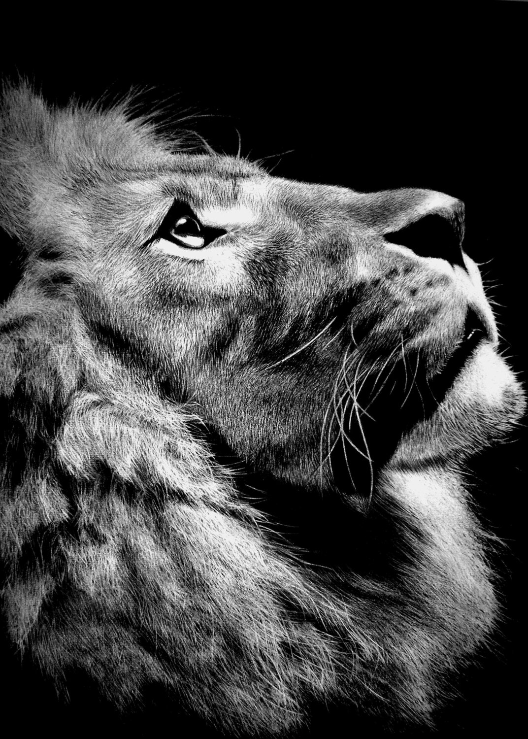 Lion - God's creature by Edwin Darwin (2013) : Drawing Pencil, Charcoal ...