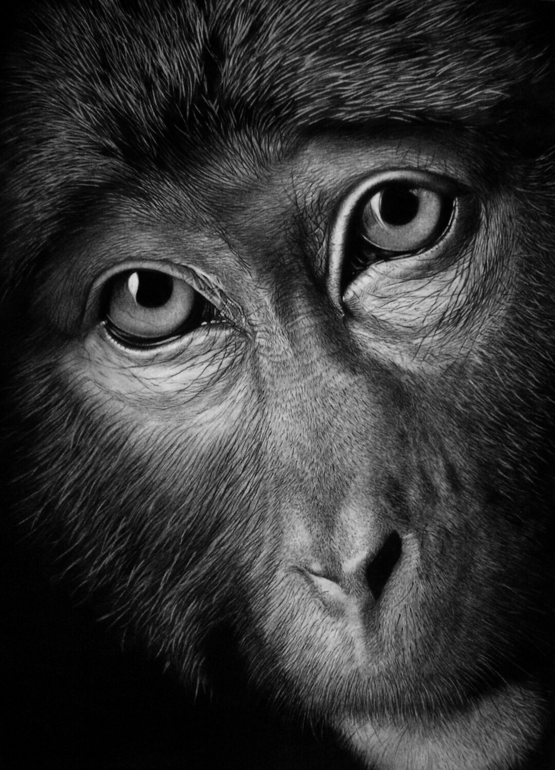 Monkey (9) - The 12 Chinese Zodiac by Edwin Darwin (2014) : Drawing ...