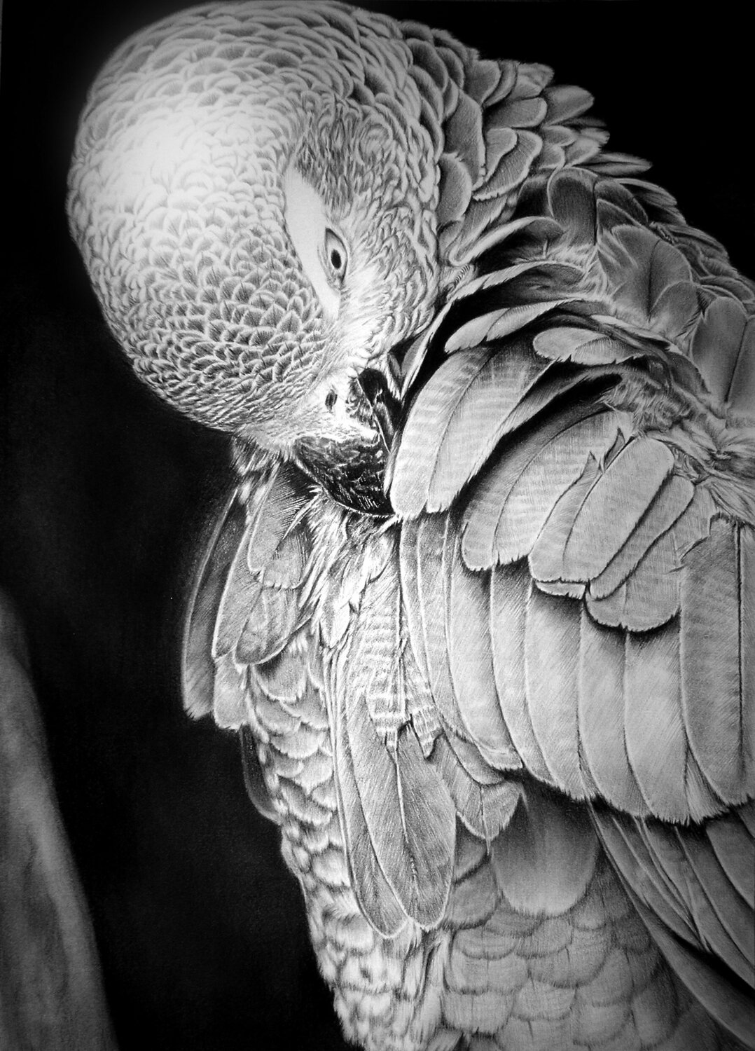 Parrot - God's creature by Edwin Darwin (2011) : Drawing Pencil ...