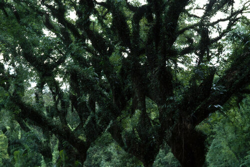 アナログ写真写真販売 : 現代アナログ写真写真をオンラインショッピング - SINGULART