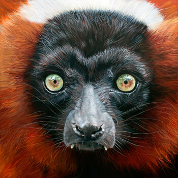 Red Lemur Eyes