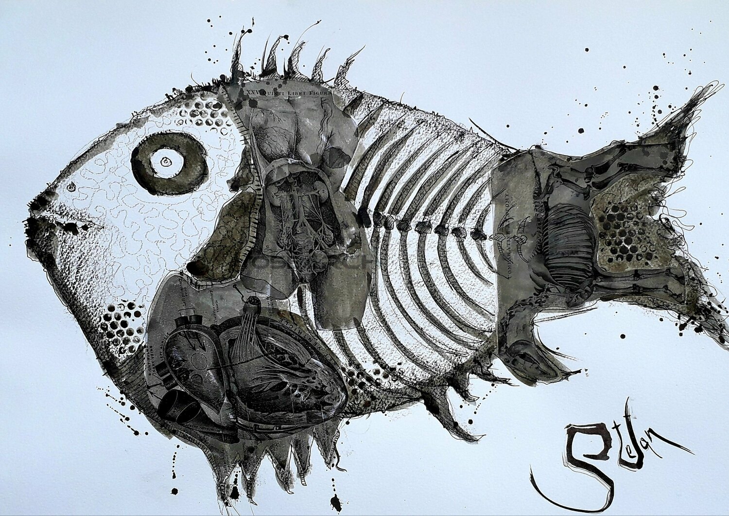 Anatomy of fish by Stefan Dimovski (2020) : Drawing Pencil, Charcoal on ...