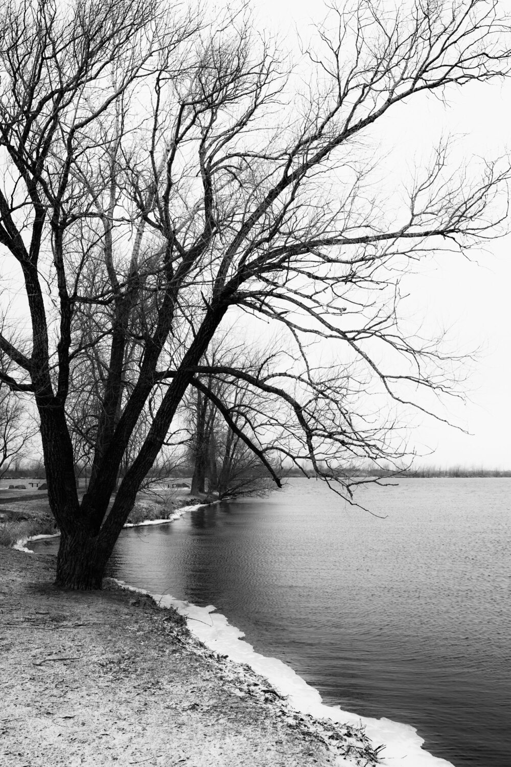 Arbre au bord de la rivière en décembre | Tree by the River in December ...