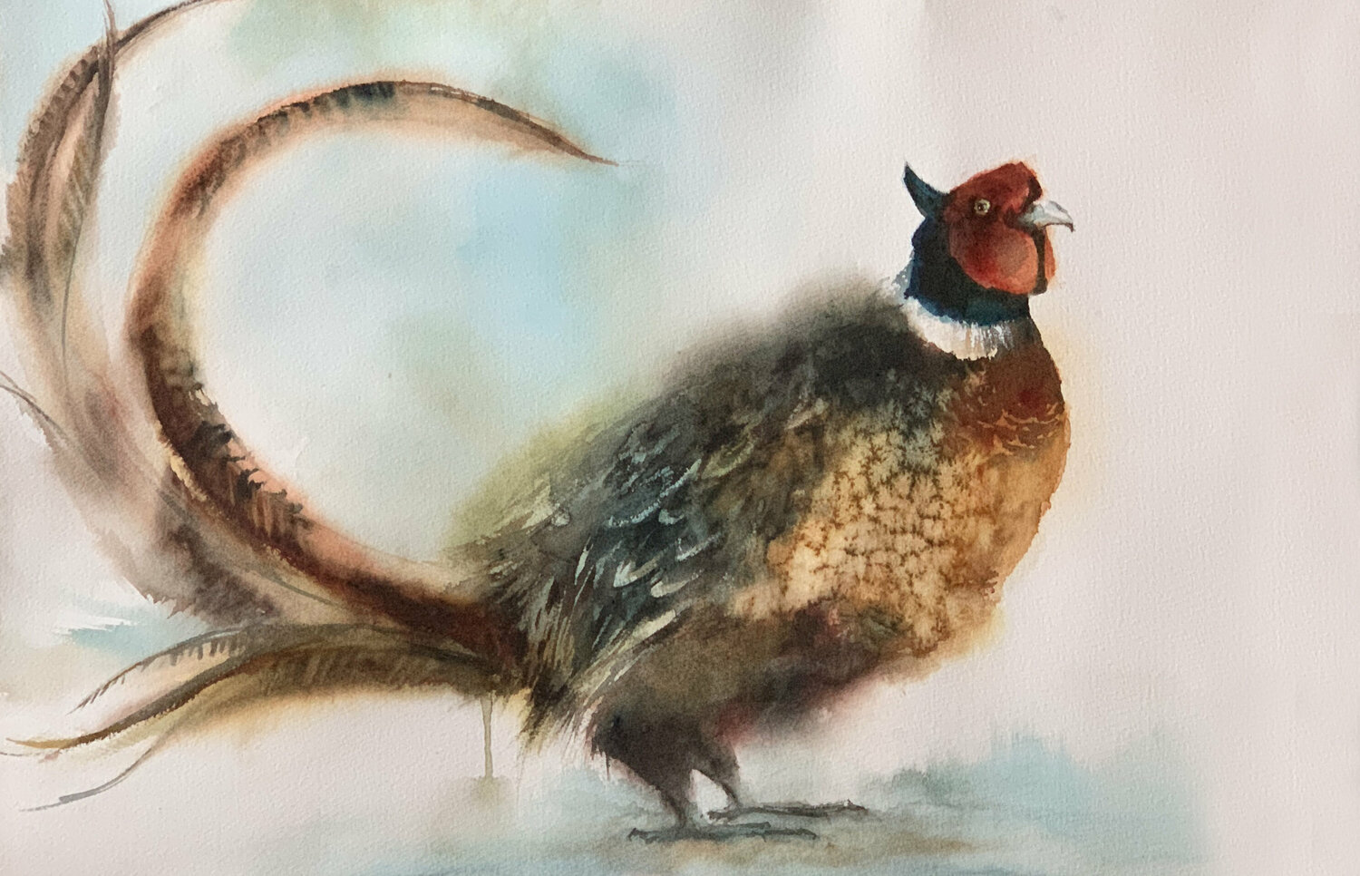 Pheasant Watercolor