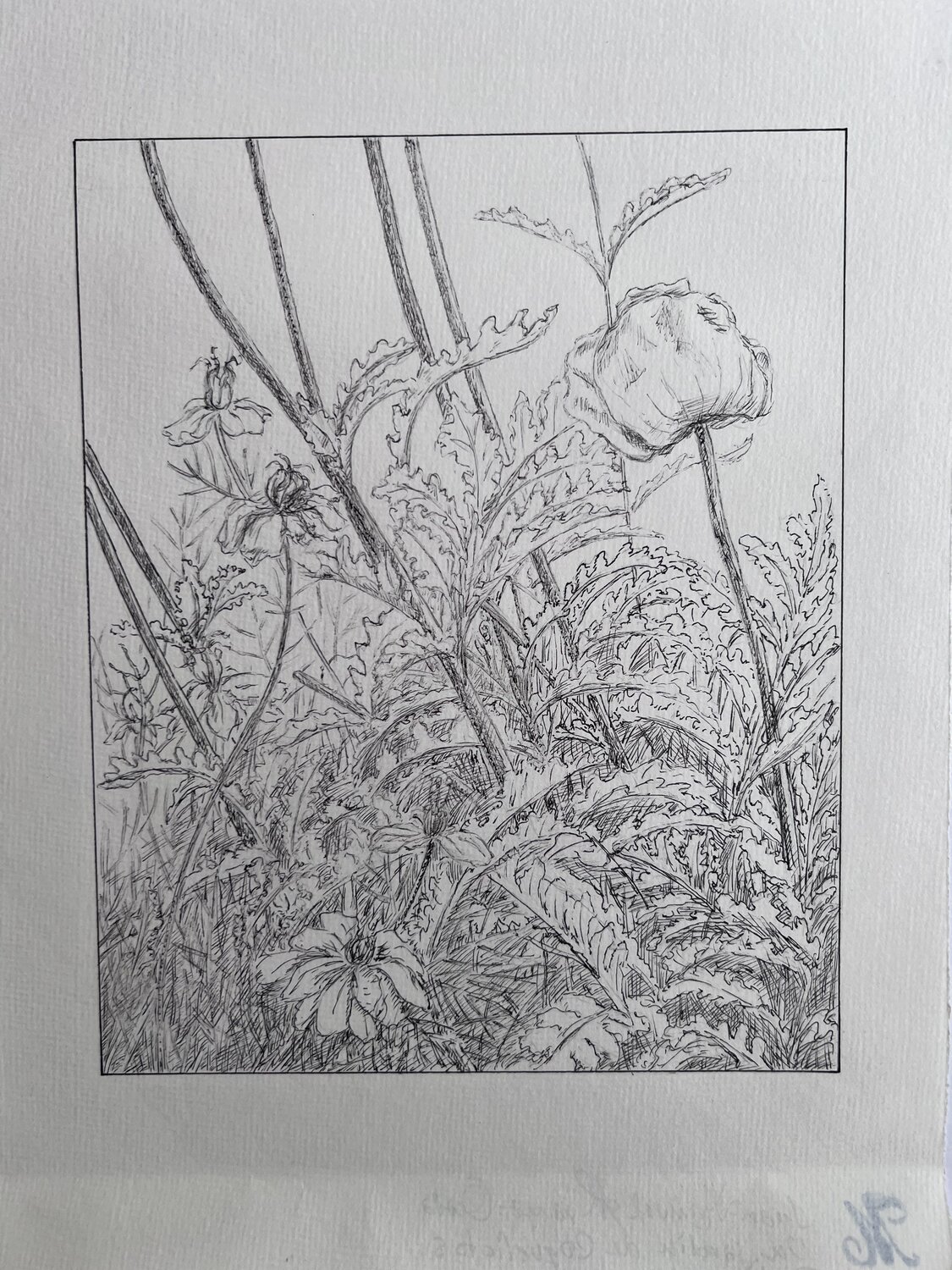 Un Jardin de Coquelicots by Juan Manuel Alvarez-Ossa (2022) : Drawing ...