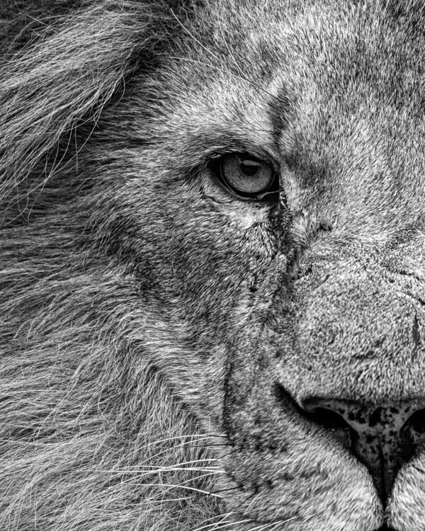 Fine Art Photography Auction