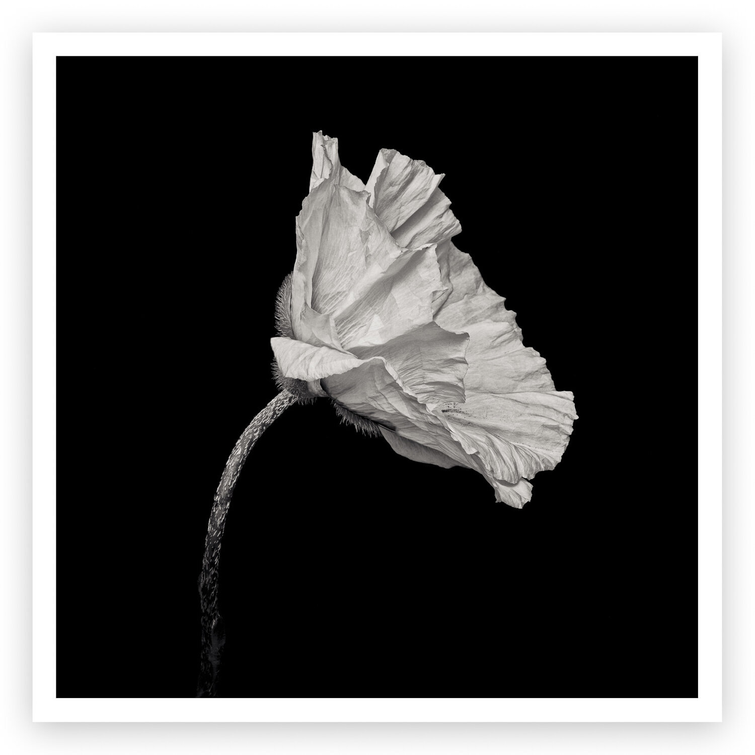 Field Poppy (image size 76x76cm) by Paul Coghlin (2012) : Photography ...