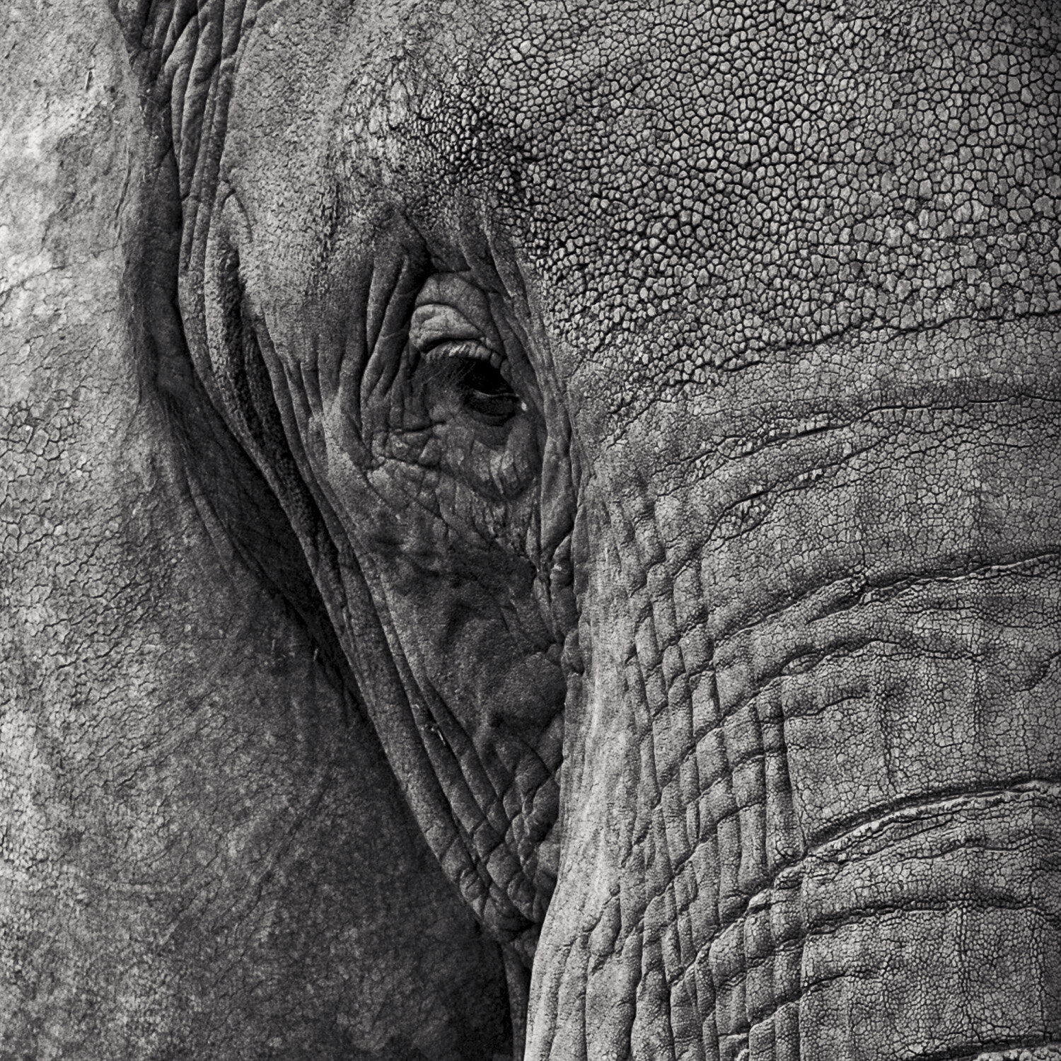 Portrait of an Elephant by Paul Coghlin (2009) : Photography Digital on ...