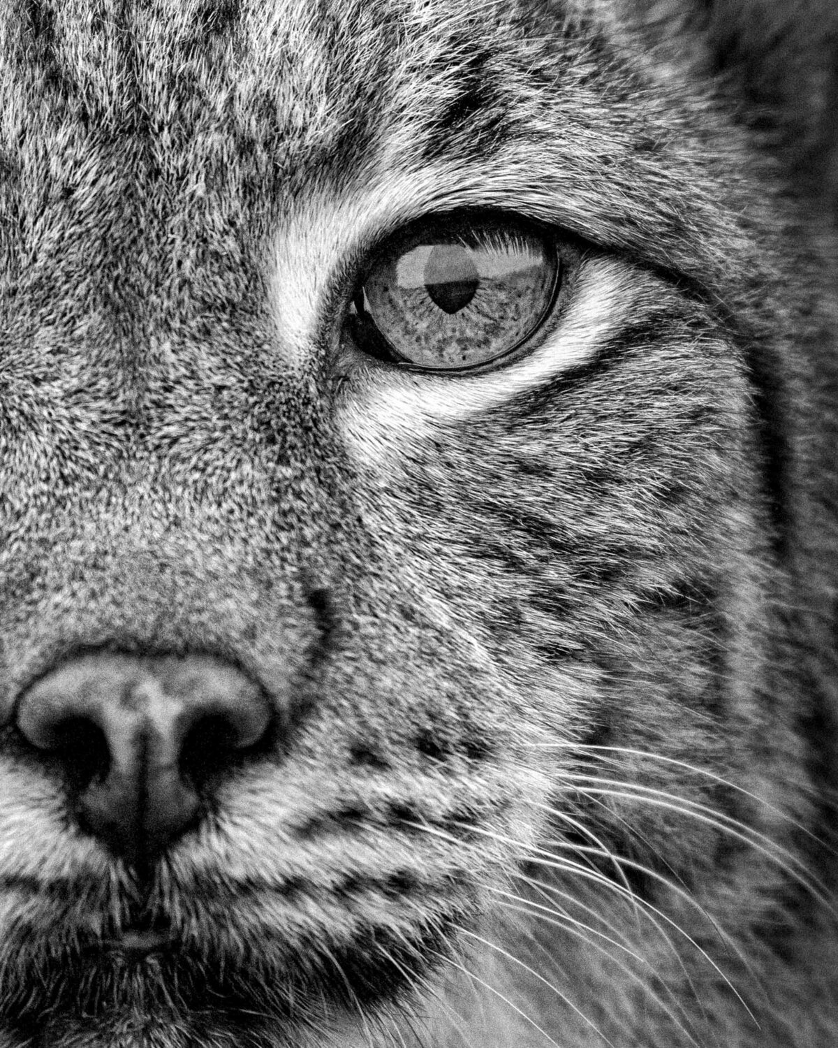 Portrait of a Eurasian Lynx by Paul Coghlin (2016) : Photography ...