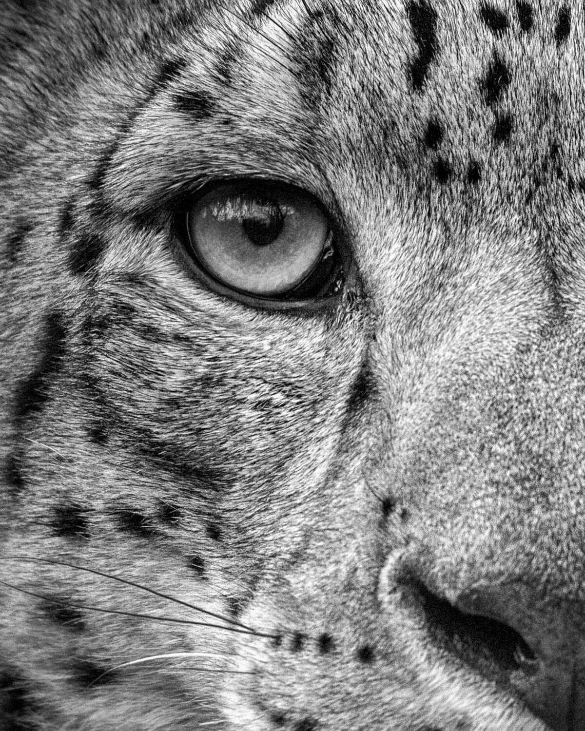 Portrait of a Snow Leopard by Paul Coghlin (2016) : Photography Digital ...