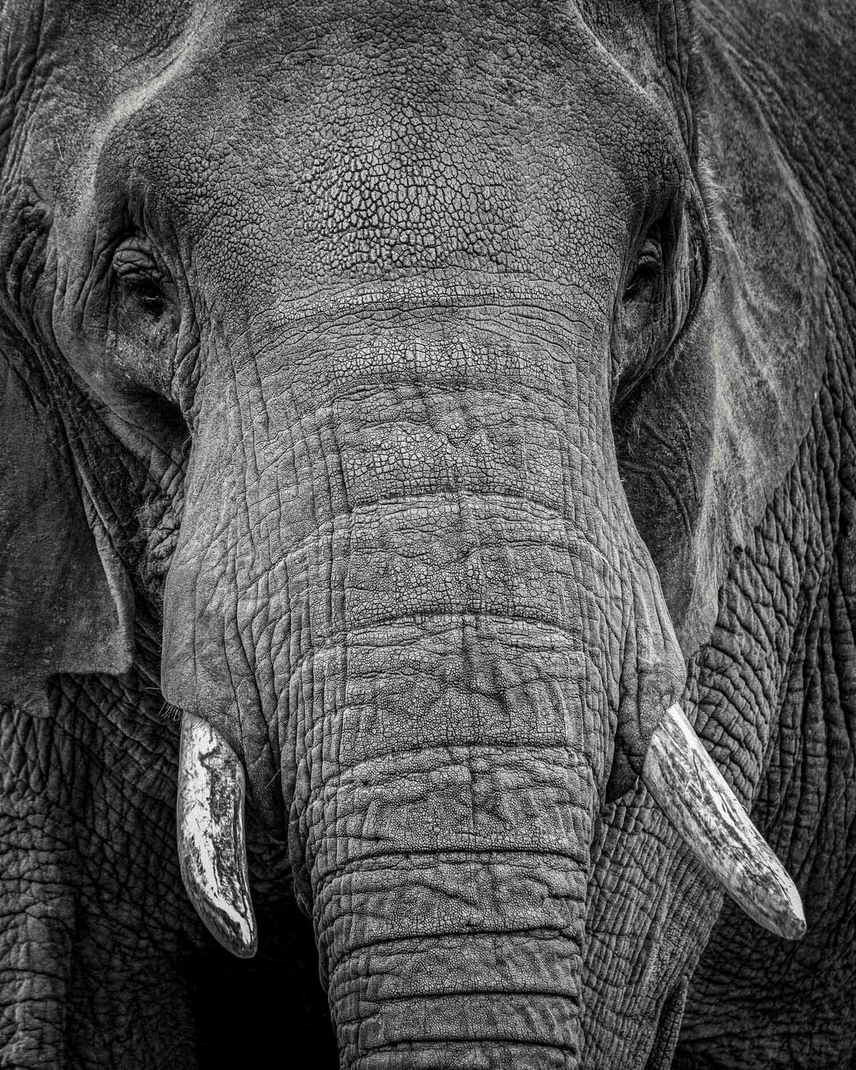 Portrait of an Elephant II (image size 51 x 64cm) by Paul Coghlin (2015 ...