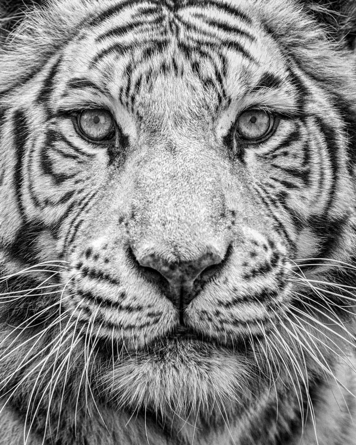 Half Albino Tiger