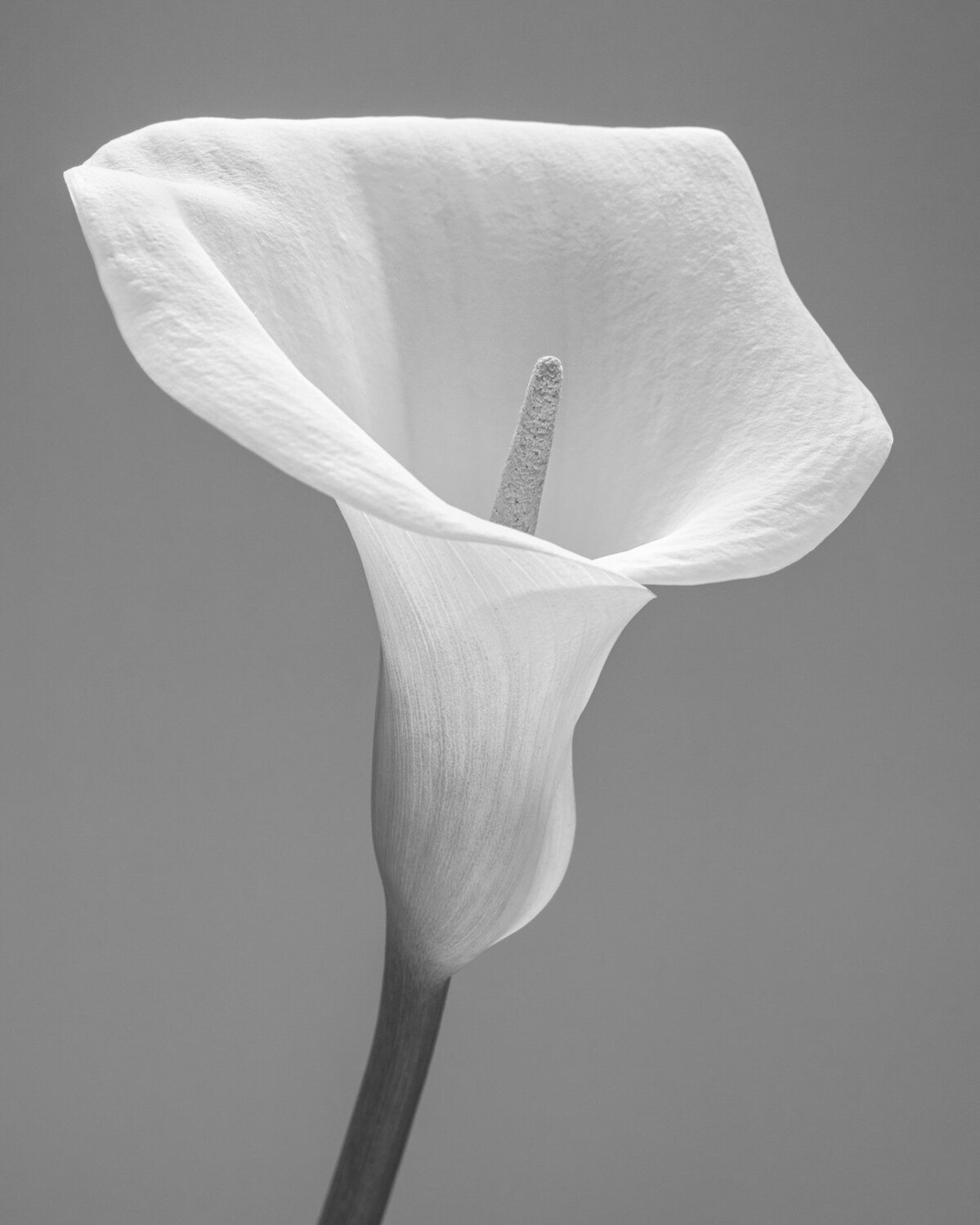 Arum Lily I (Zantedeschia), (image 102 x 81 cm) by Paul Coghlin (2017 ...