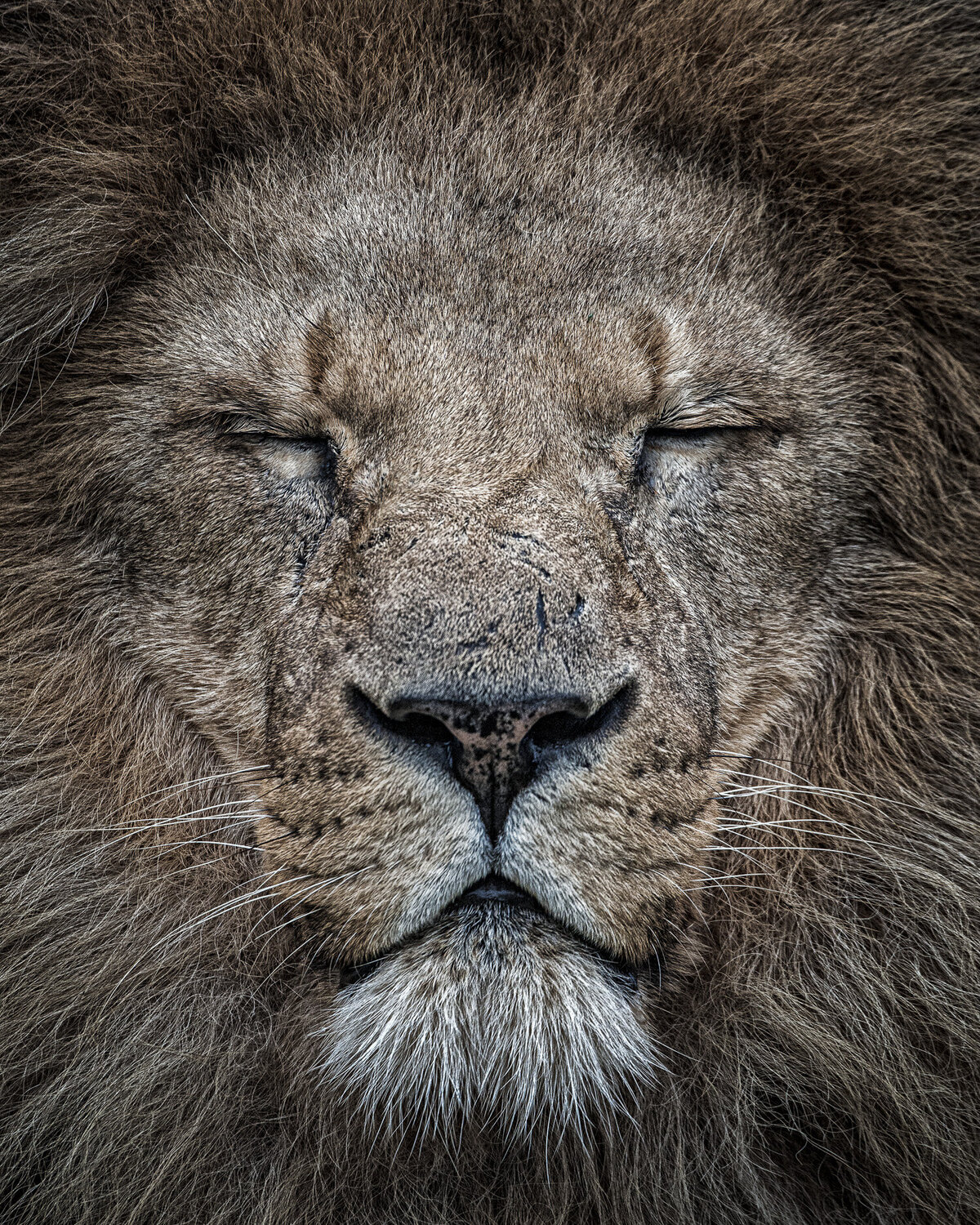 Peace - Portrait of an African Lion II, Special Colour Edition by Paul ...