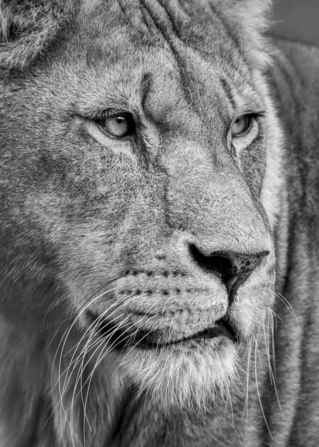Lioness Watching by Paul Coghlin (2012) : Photography Digital on Paper ...