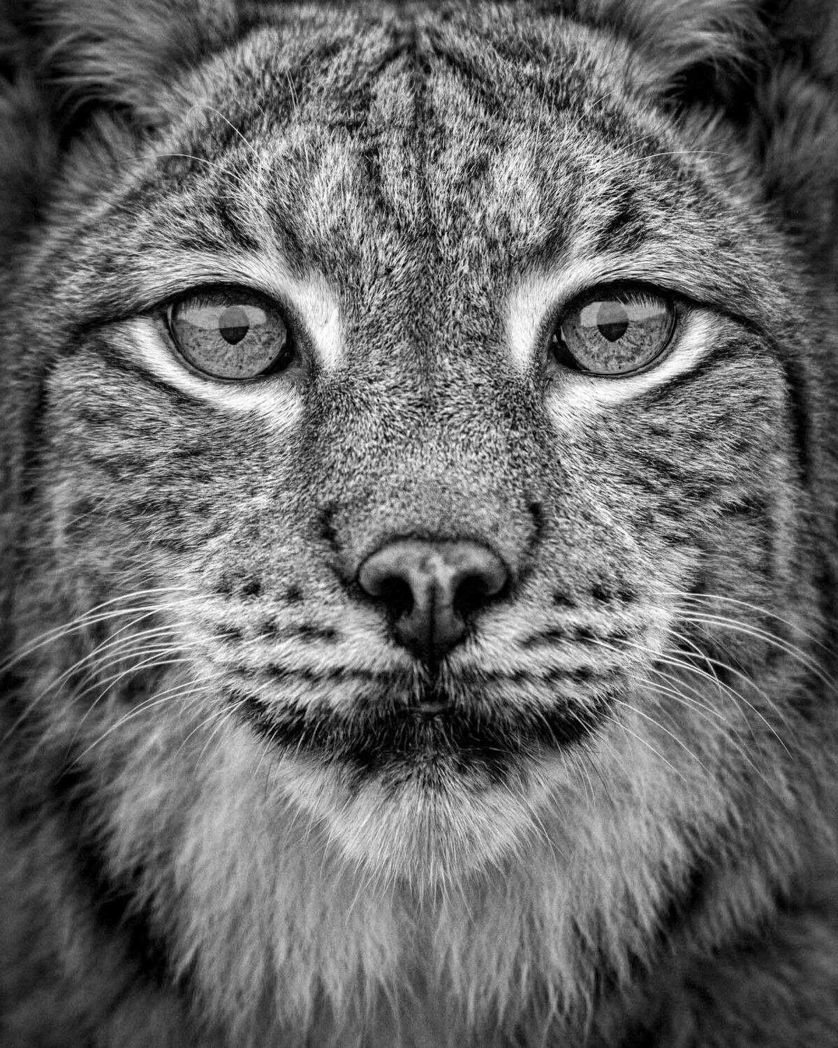 Portrait of a Eurasian Lynx by Paul Coghlin (2016) : Photography ...