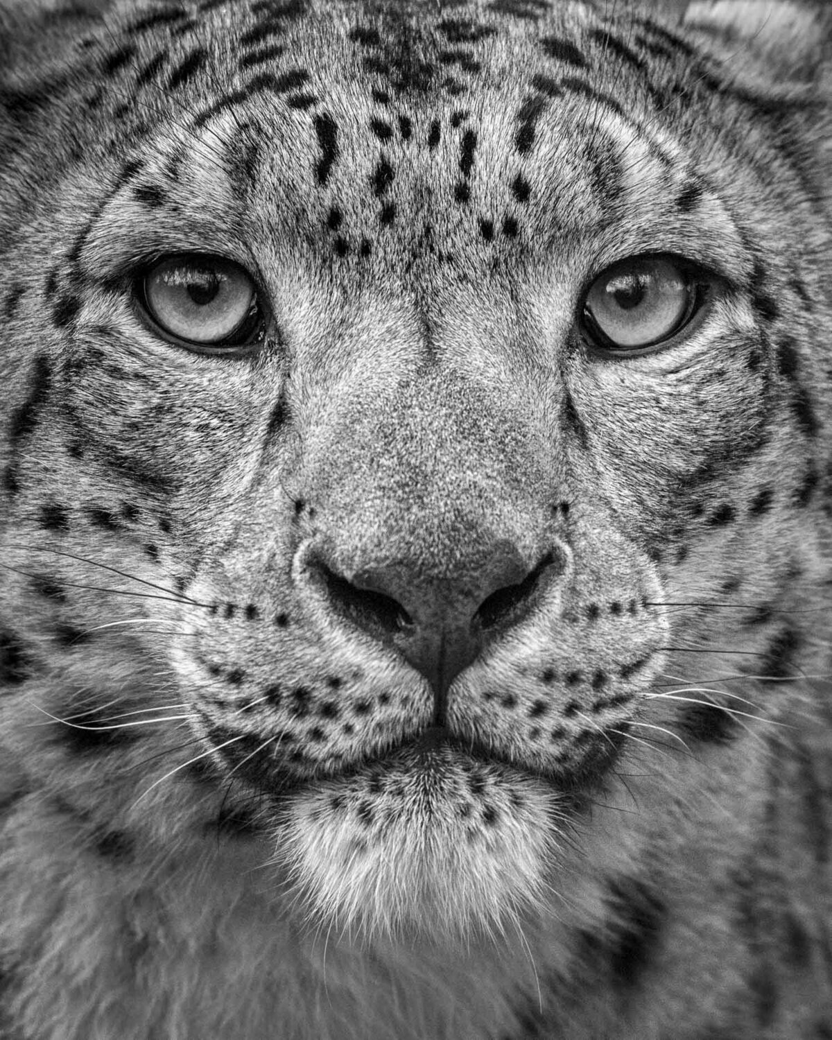 Black And White Leopard Photography