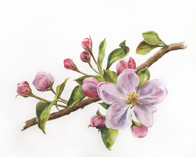Watercolor Apple Blossom