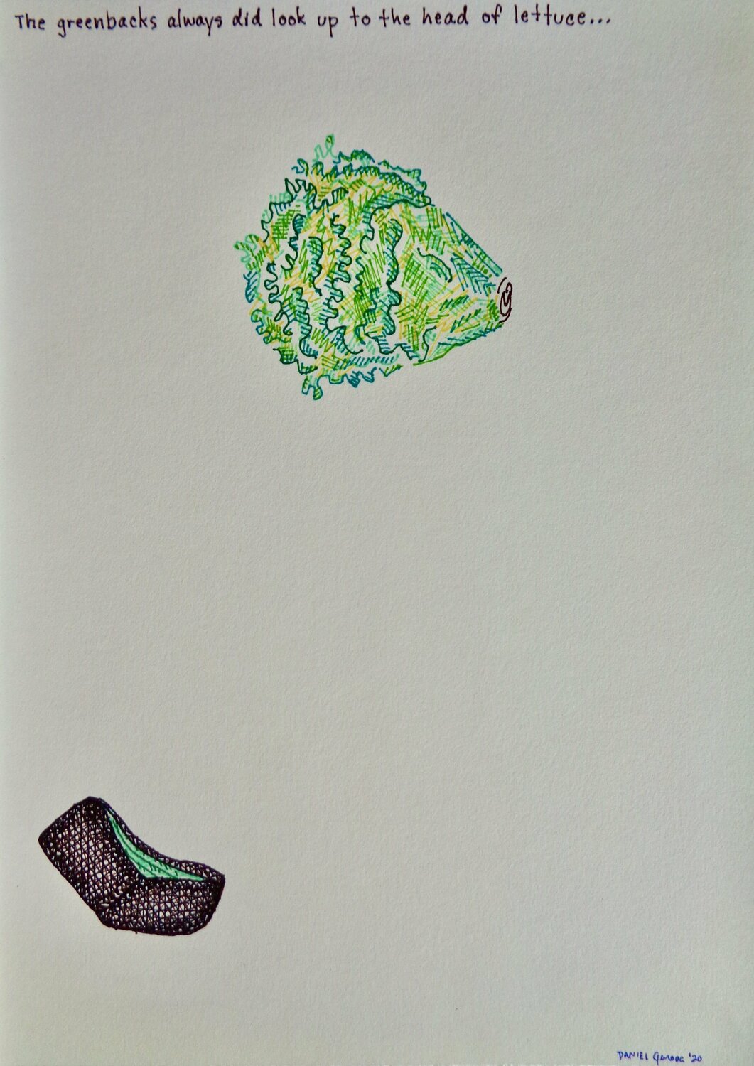 Lettuce Head Drawing