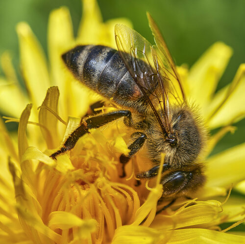 Malachit by Andrej Barov (2016) : Digital Digital on Canvas - SINGULART