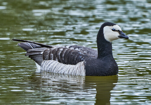 Malachit by Andrej Barov (2016) : Digital Digital on Canvas - SINGULART