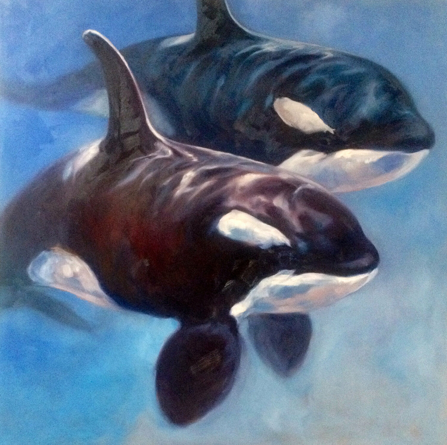 Orca Whale Underwater Drawing