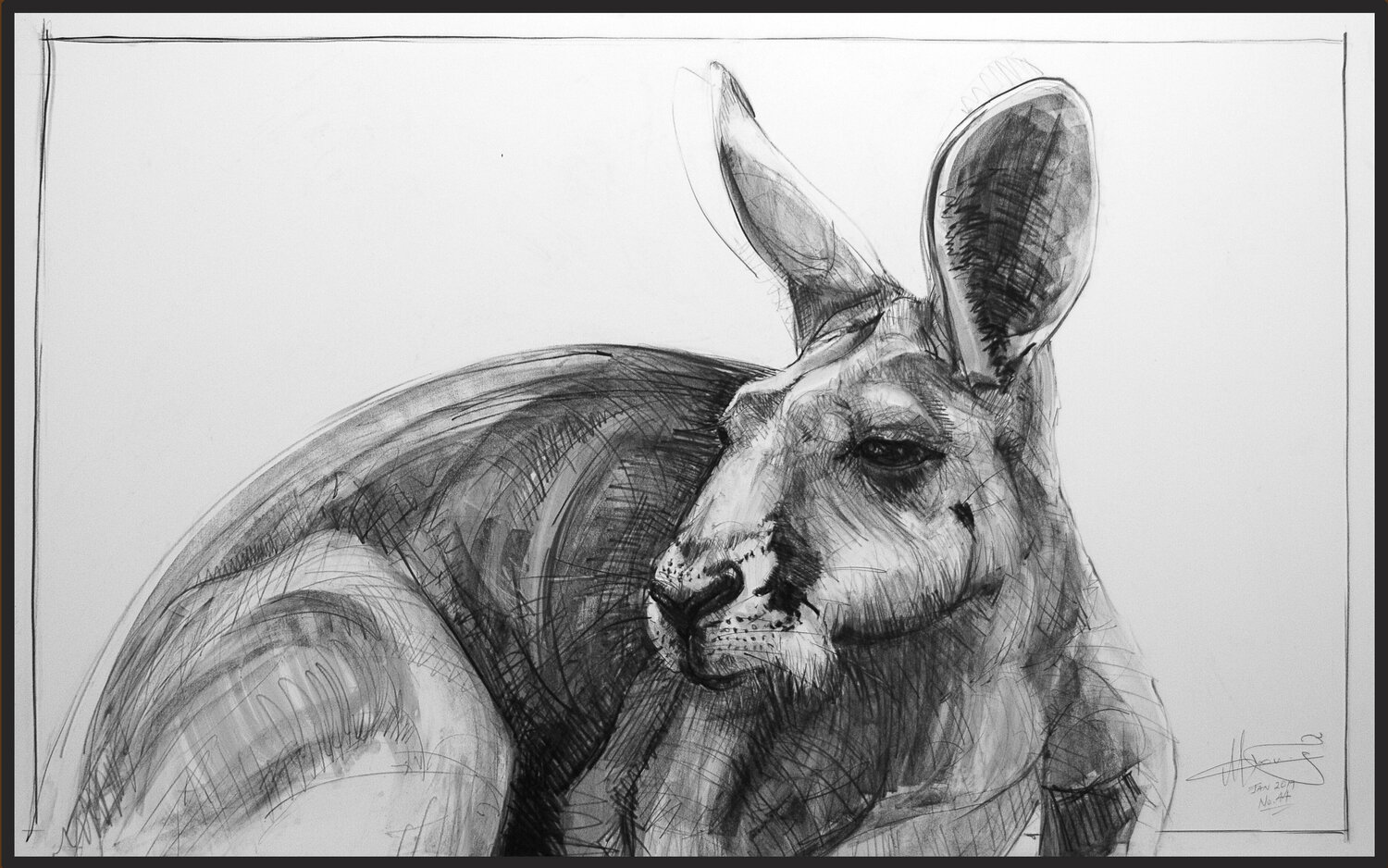 Kangaroo Pencil Drawing