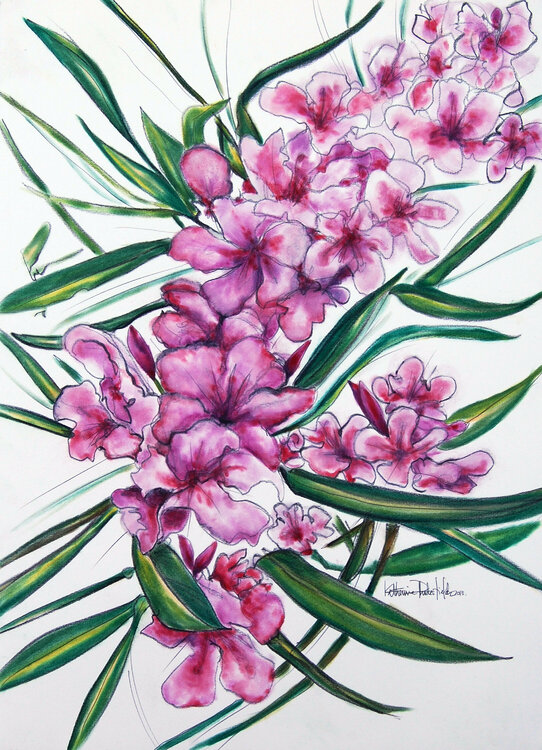 Oleander Drawing
