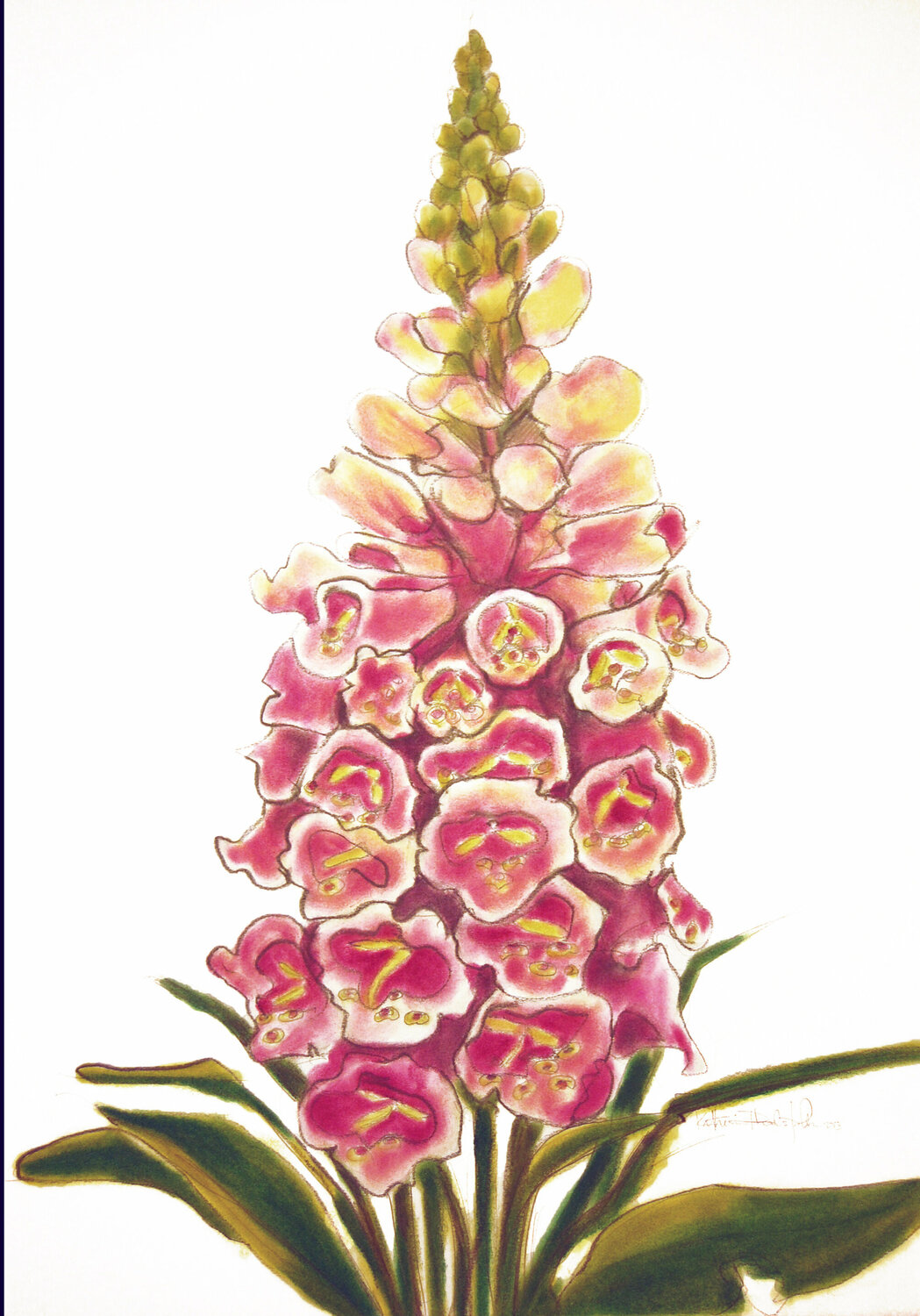 Digitalis Purpurea Drawing