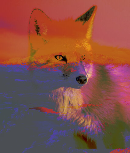 Electric fox by Sophie Roy (2020) : Photography Digital on Canvas ...