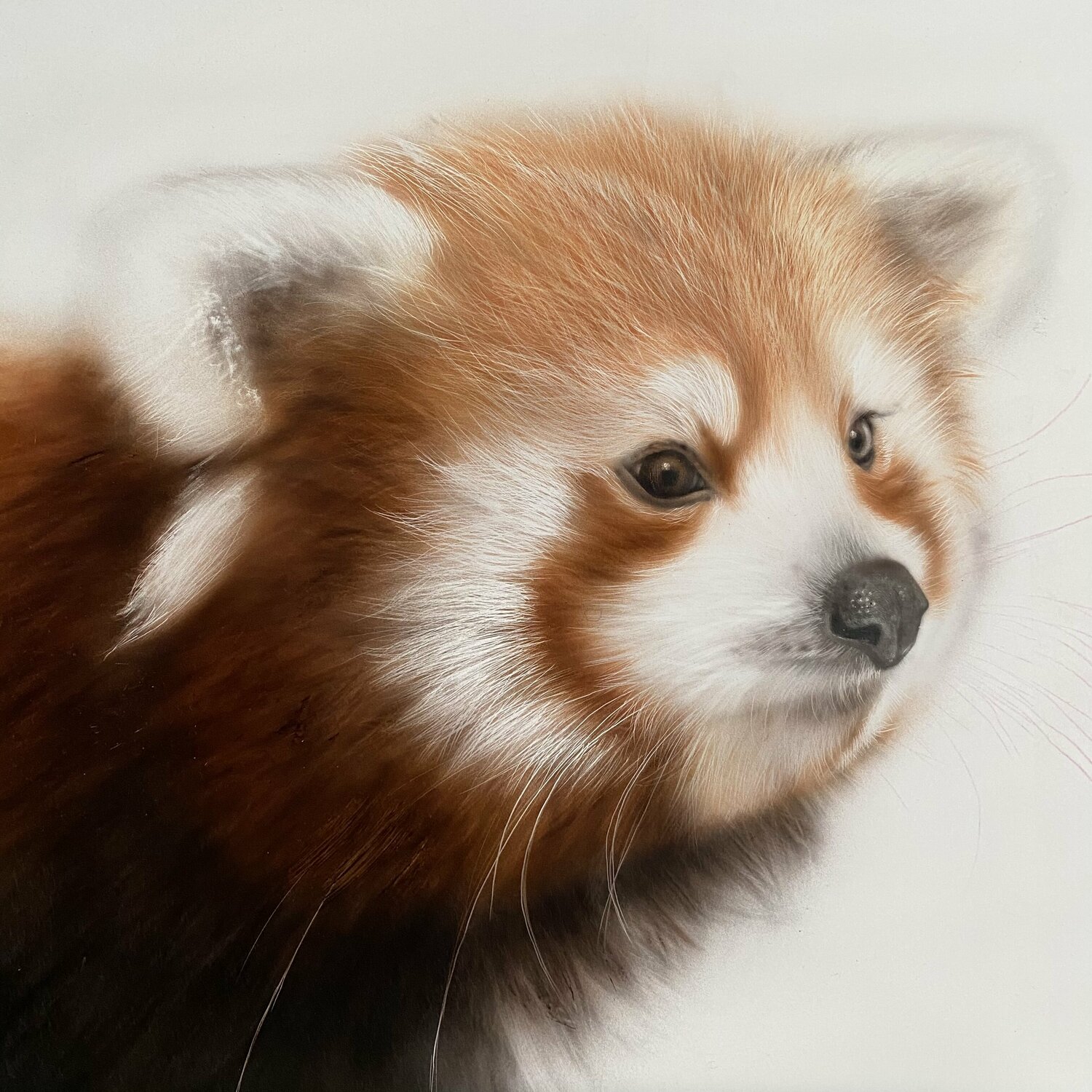 Red Panda Pencil Drawing