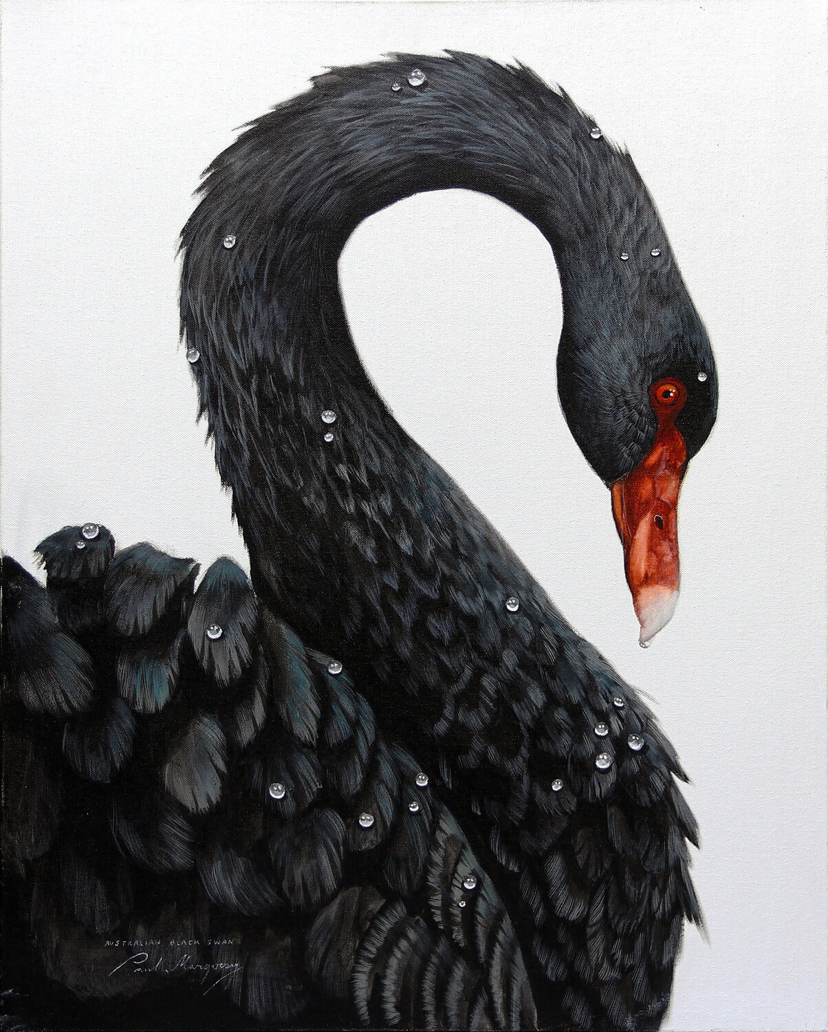 Black Swan Bird Art