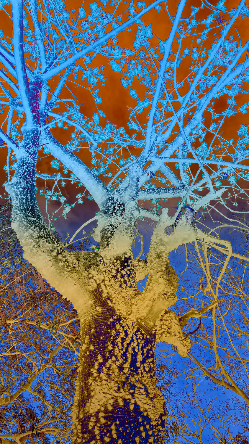 Semal tree by Sumit Mehndiratta (2024) : Photography Digital on Canvas ...