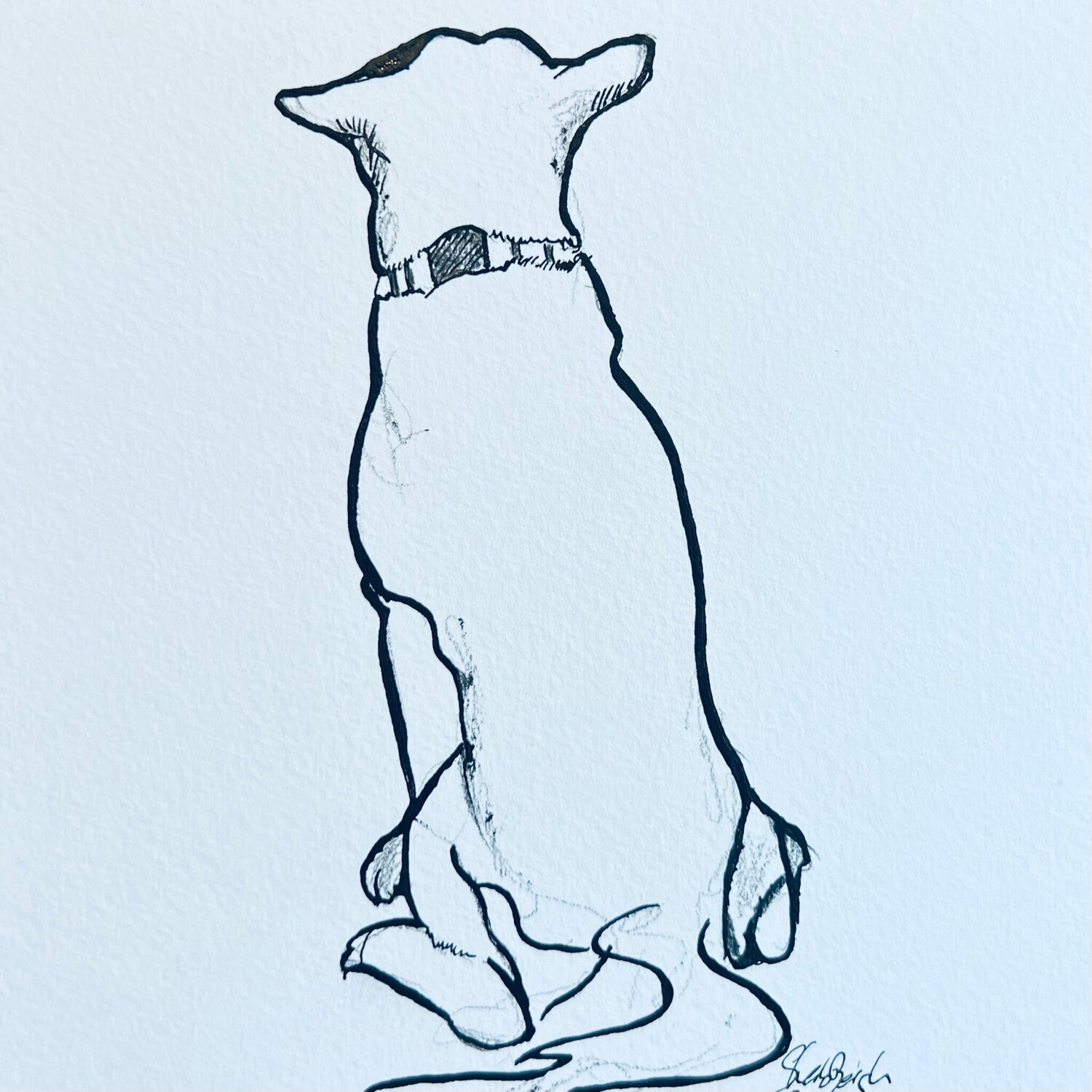 Dog Sitting Back Drawing