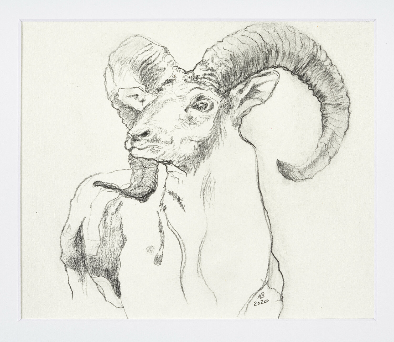 Mufflon by Benno Noll (2020) : Drawing Pencil on Paper - Singulart