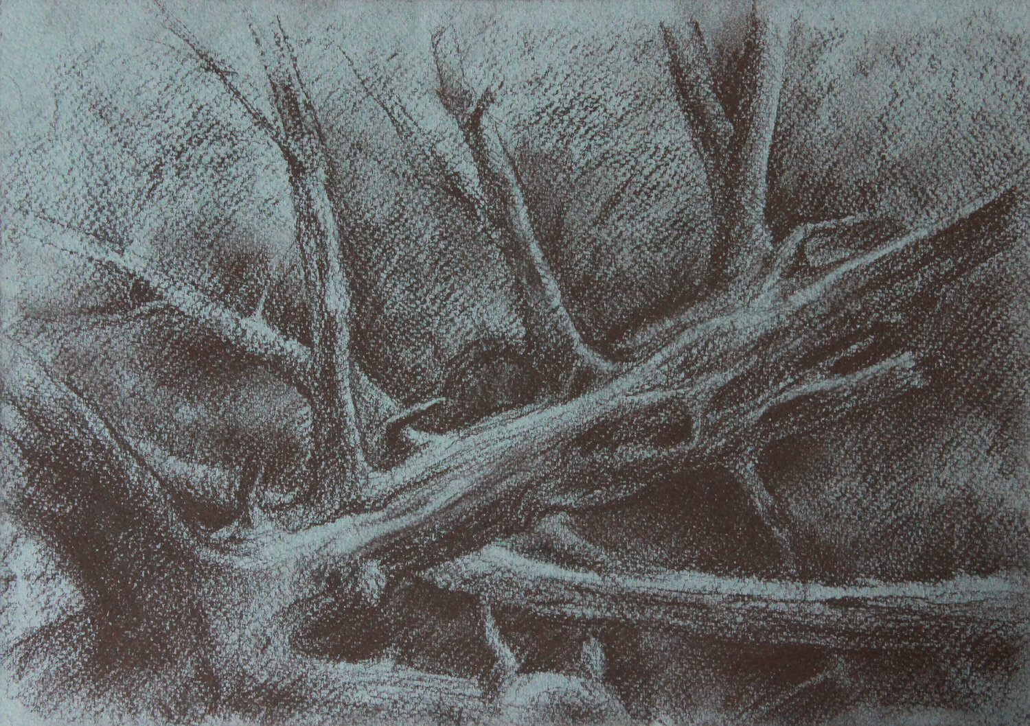 Siberian snag by Alina Shangina (2022) : Drawing Pastel on Paper ...