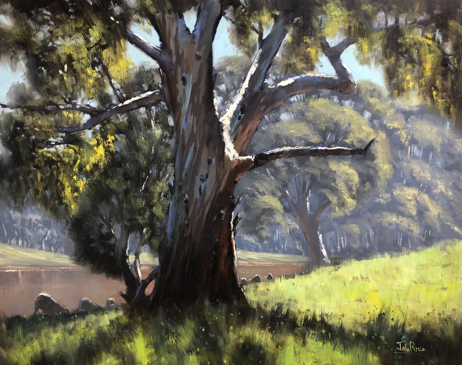 River Gum, Dubbo by John Rice (2023) : Painting Oil on Canvas - Singulart