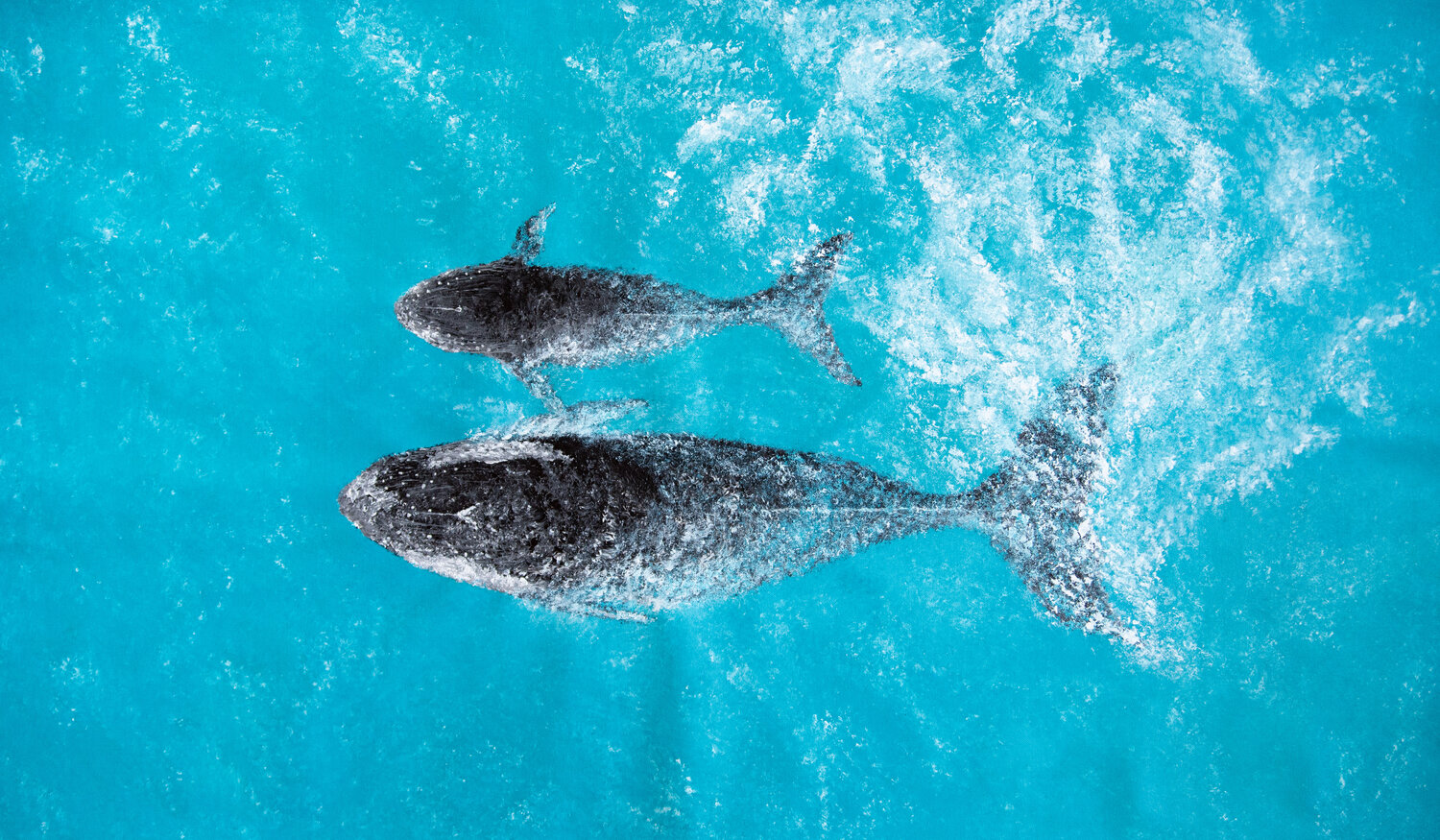 WHALES - extra-large painting, sea animals, waves, turquoise, teal and ...