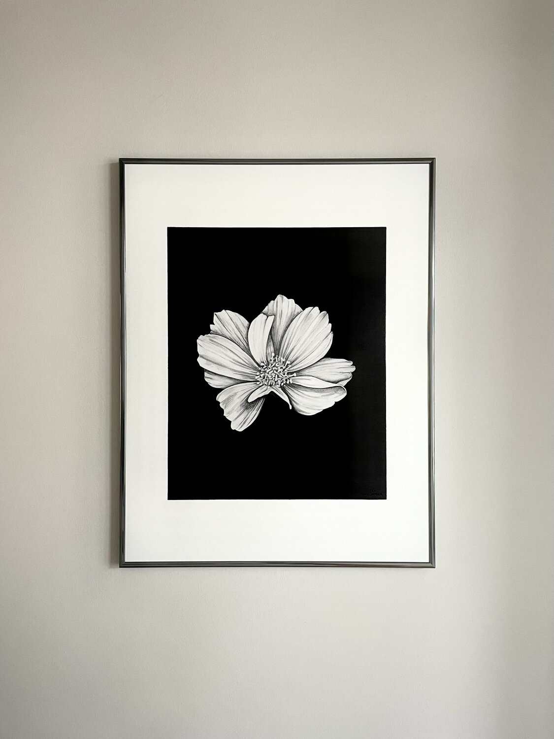 COSMOS BIPINNATUS by Lilly Sander (2022) : Drawing Graphite on Paper ...
