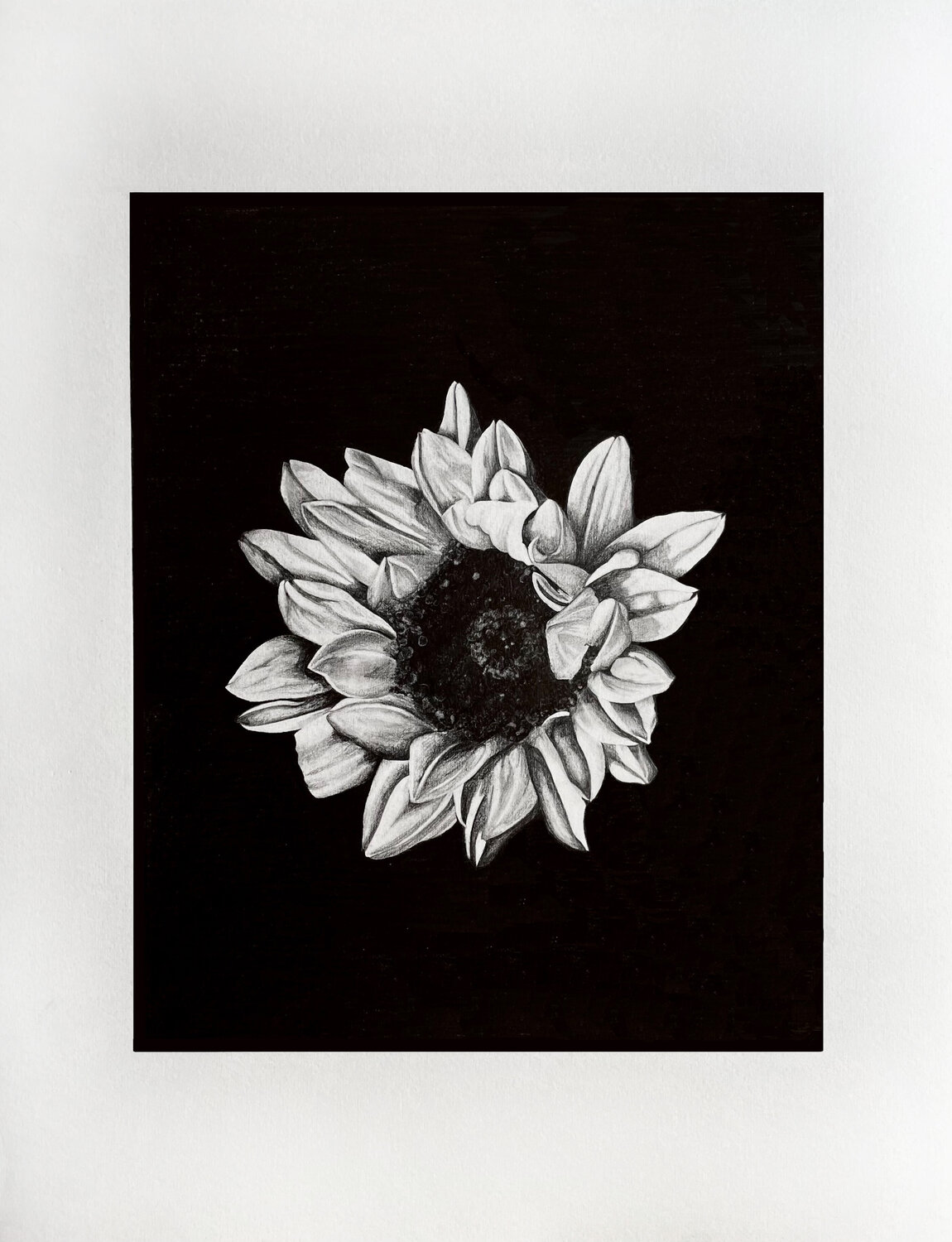 HELIANTHUS ANNUS by Lilly Sander (2022) : Drawing Graphite on Paper ...