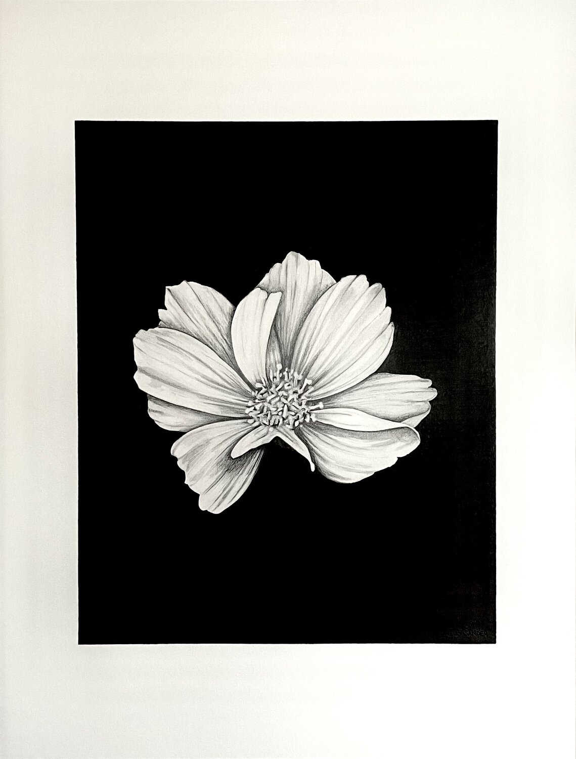 COSMOS BIPINNATUS by Lilly Sander (2022) : Drawing Graphite on Paper ...