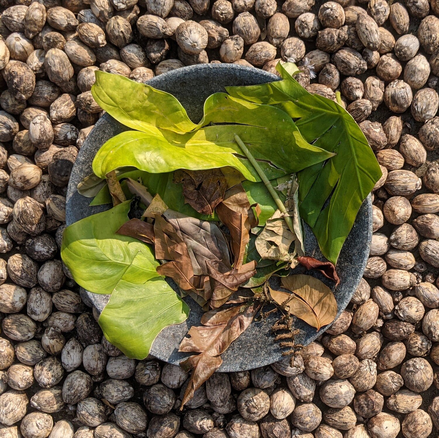 The Story of Rootless Leaves by Tanmoy Mitra (2021) : Photography Digital, Hybrid on Paper ...