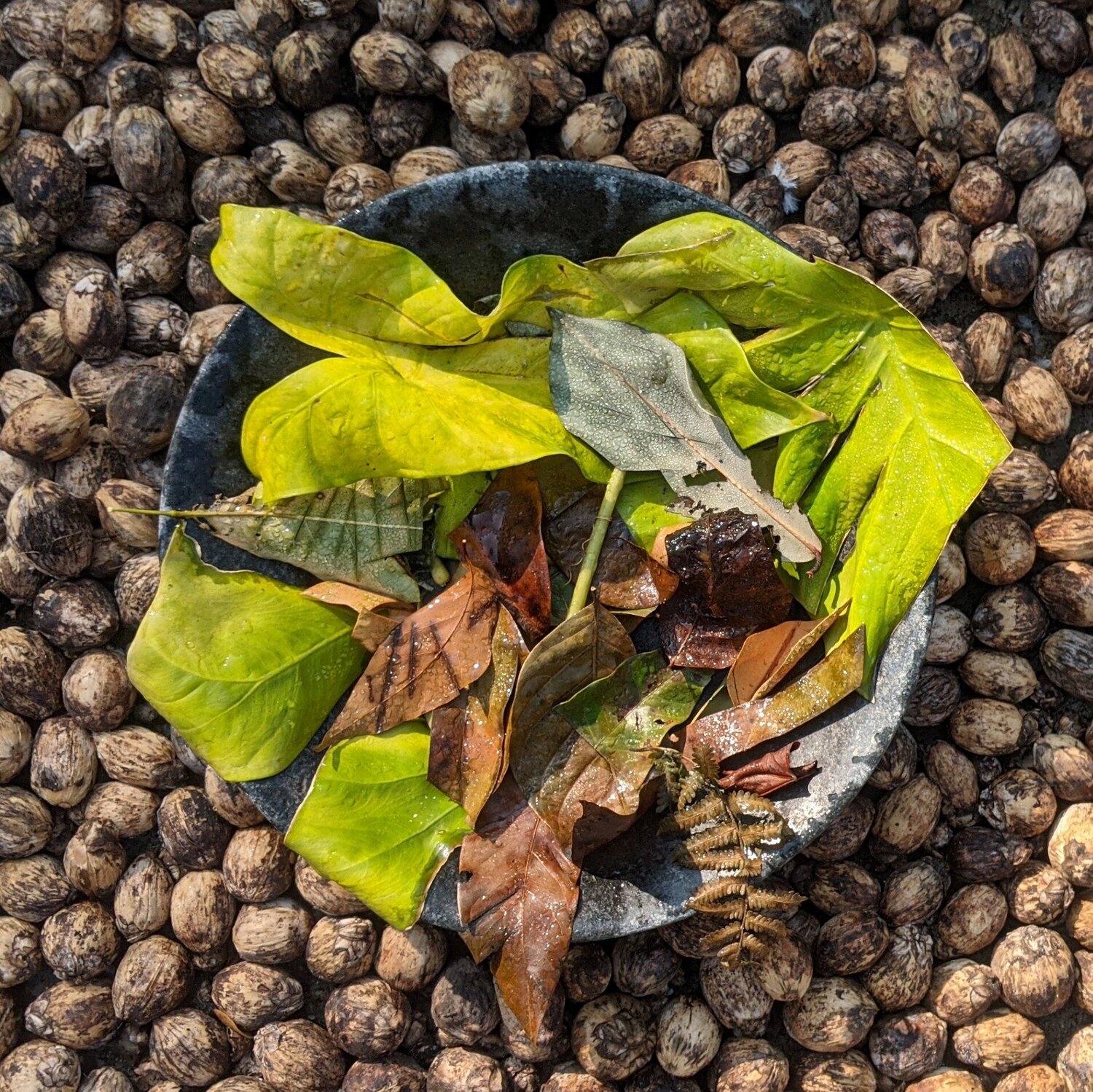 The Story of Rootless Leaves by Tanmoy Mitra (2021) : Photography Digital, Hybrid on Paper ...