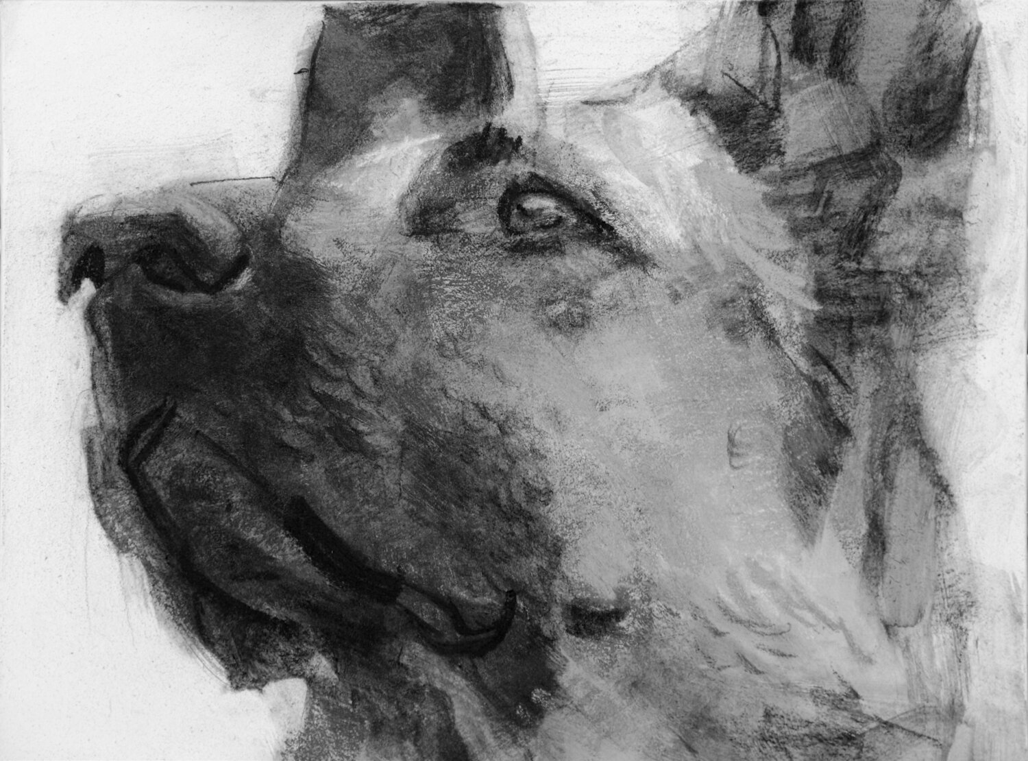 Charcoal Drawings Of Dogs