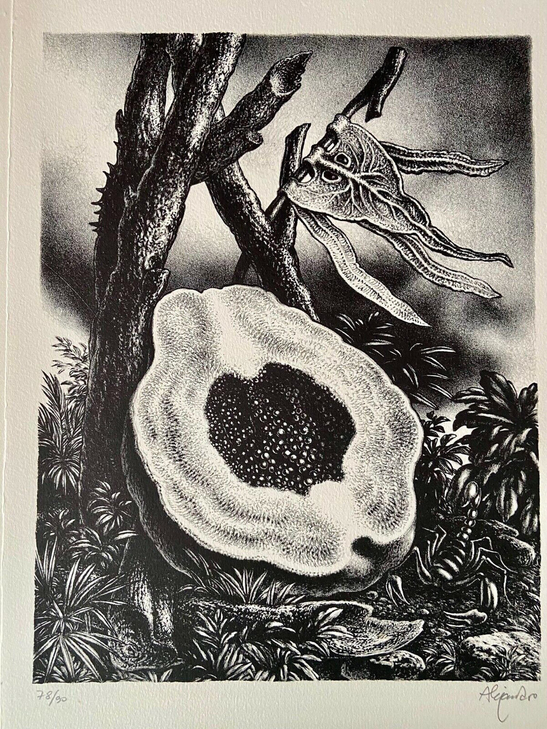 Corona de las frutas I de Ramon Alejandro (1990): Impresión Grabado ...