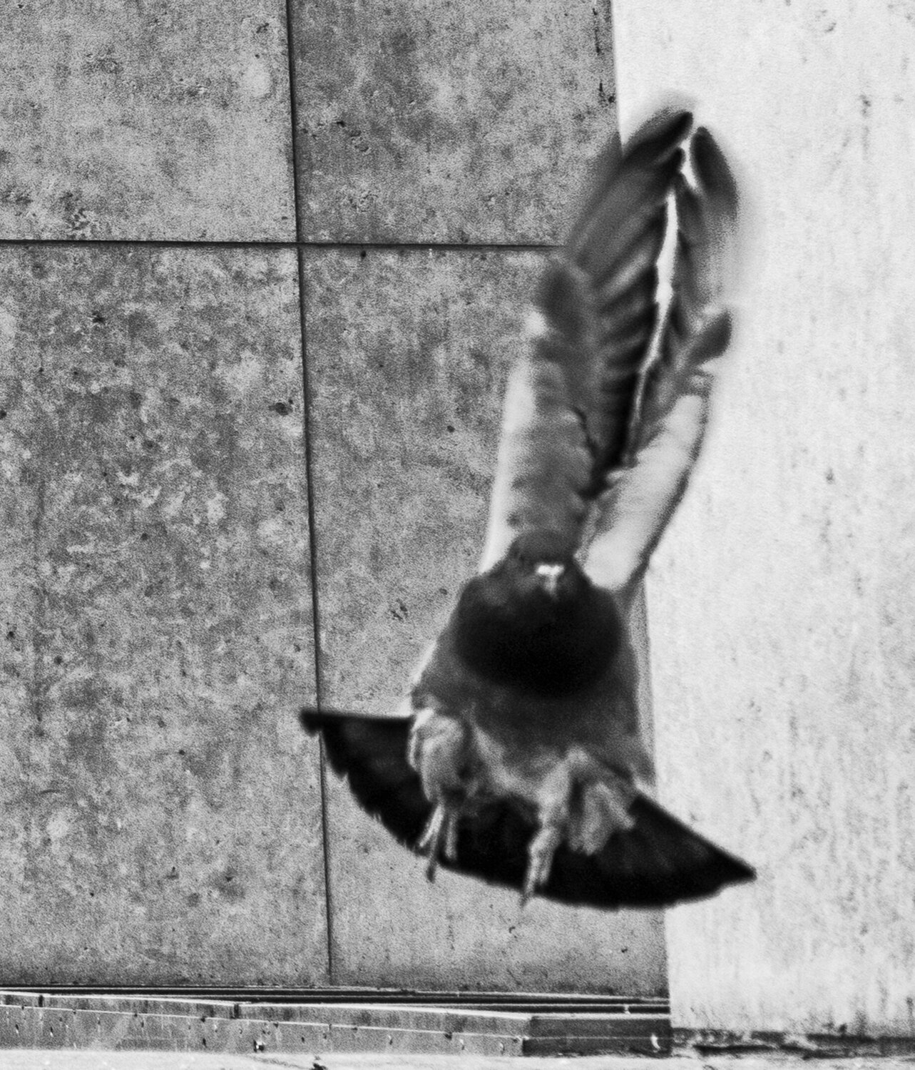 The Eiffel Tower and the pigeon by Grégory Herpe (2023) : Photography ...